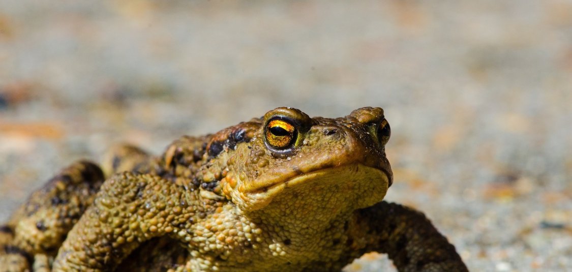 Amphibienwanderung zwischen Cramberg und Wasenbach | Rhein-Lahn-Kreis
